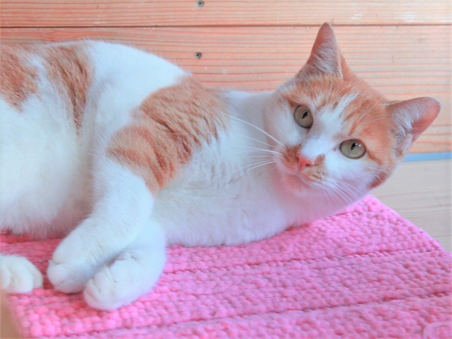 Kenzo - Animal Refuge Kansai