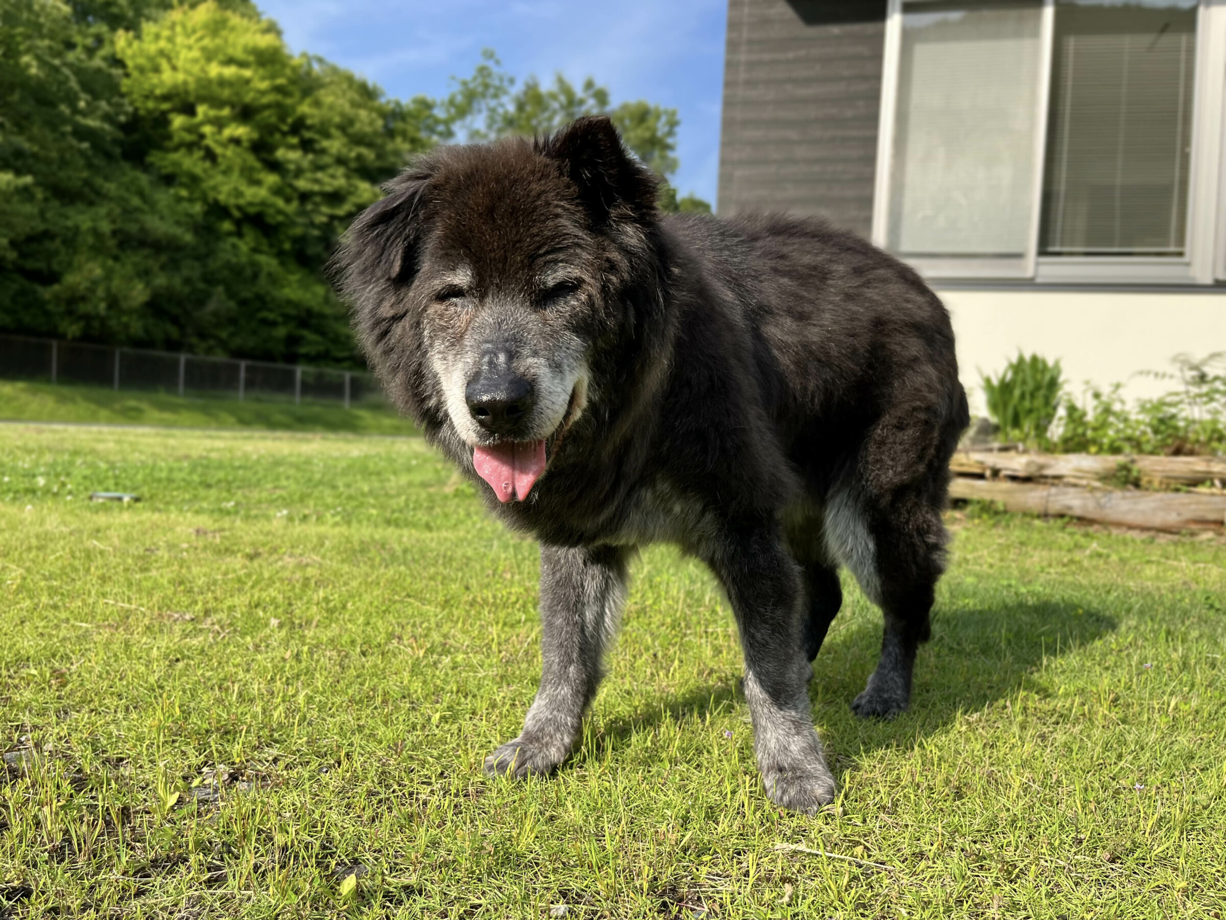 つばめ - Animal Refuge Kansai