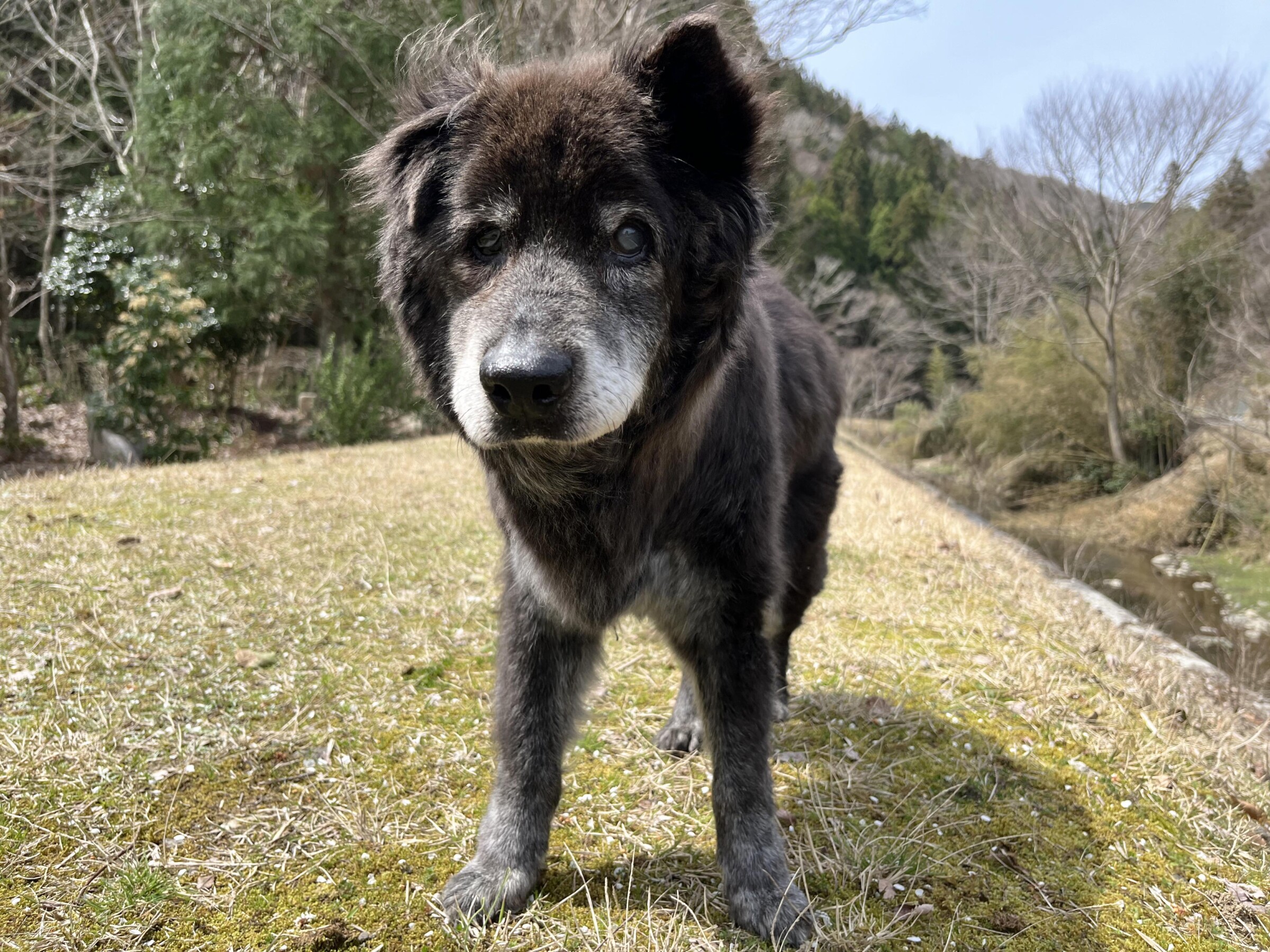 Tsubame - Animal Refuge Kansai