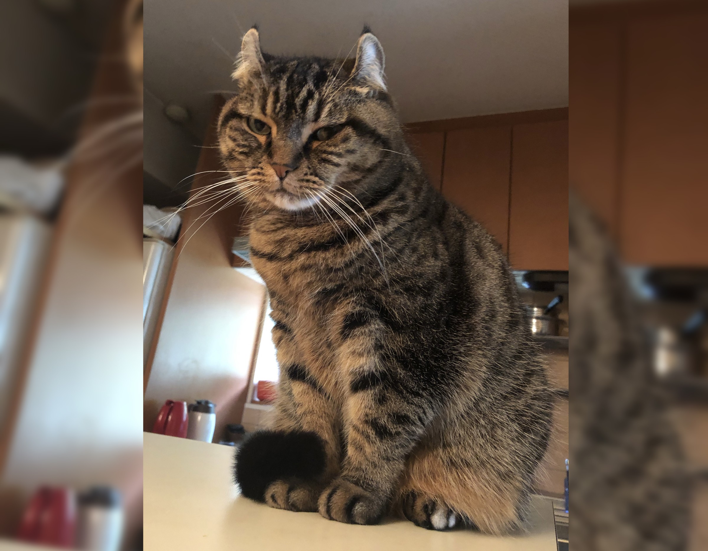 Issa - Animal Refuge Kansai