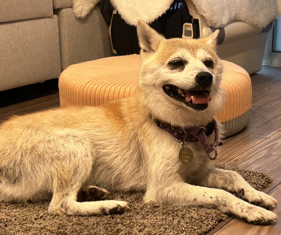 Nowan - Animal Refuge Kansai