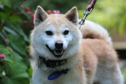 Maple - Animal Refuge Kansai