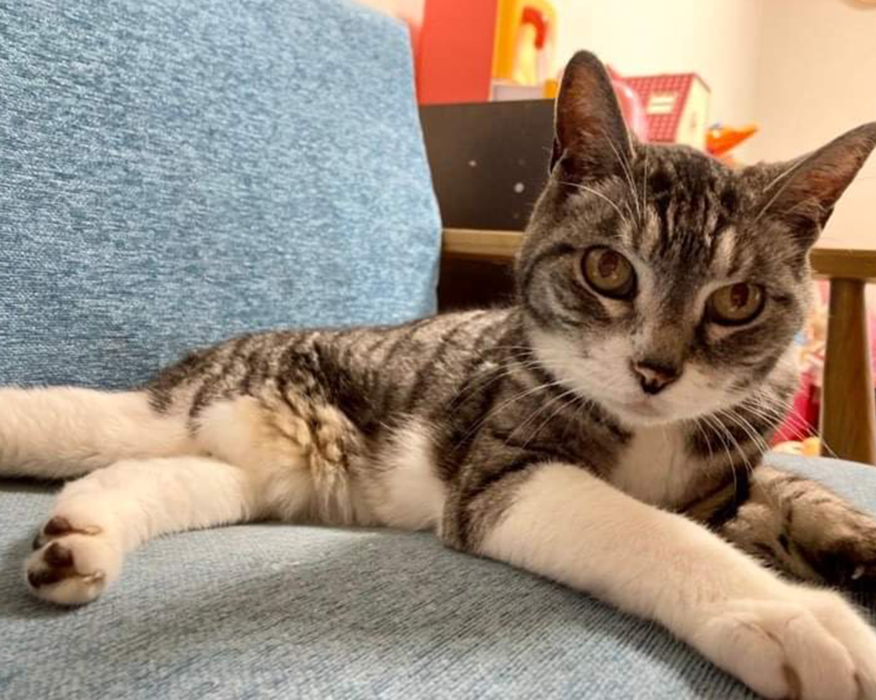 Hannah - Animal Refuge Kansai