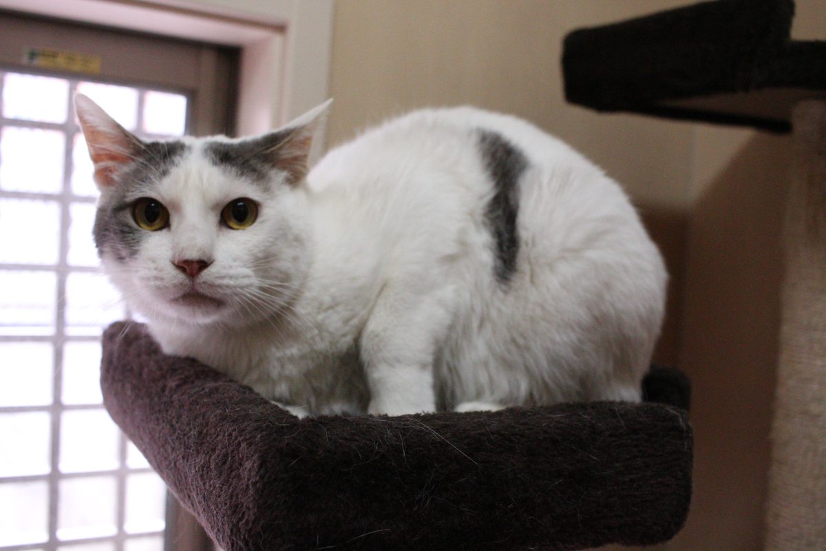 みち - Animal Refuge Kansai