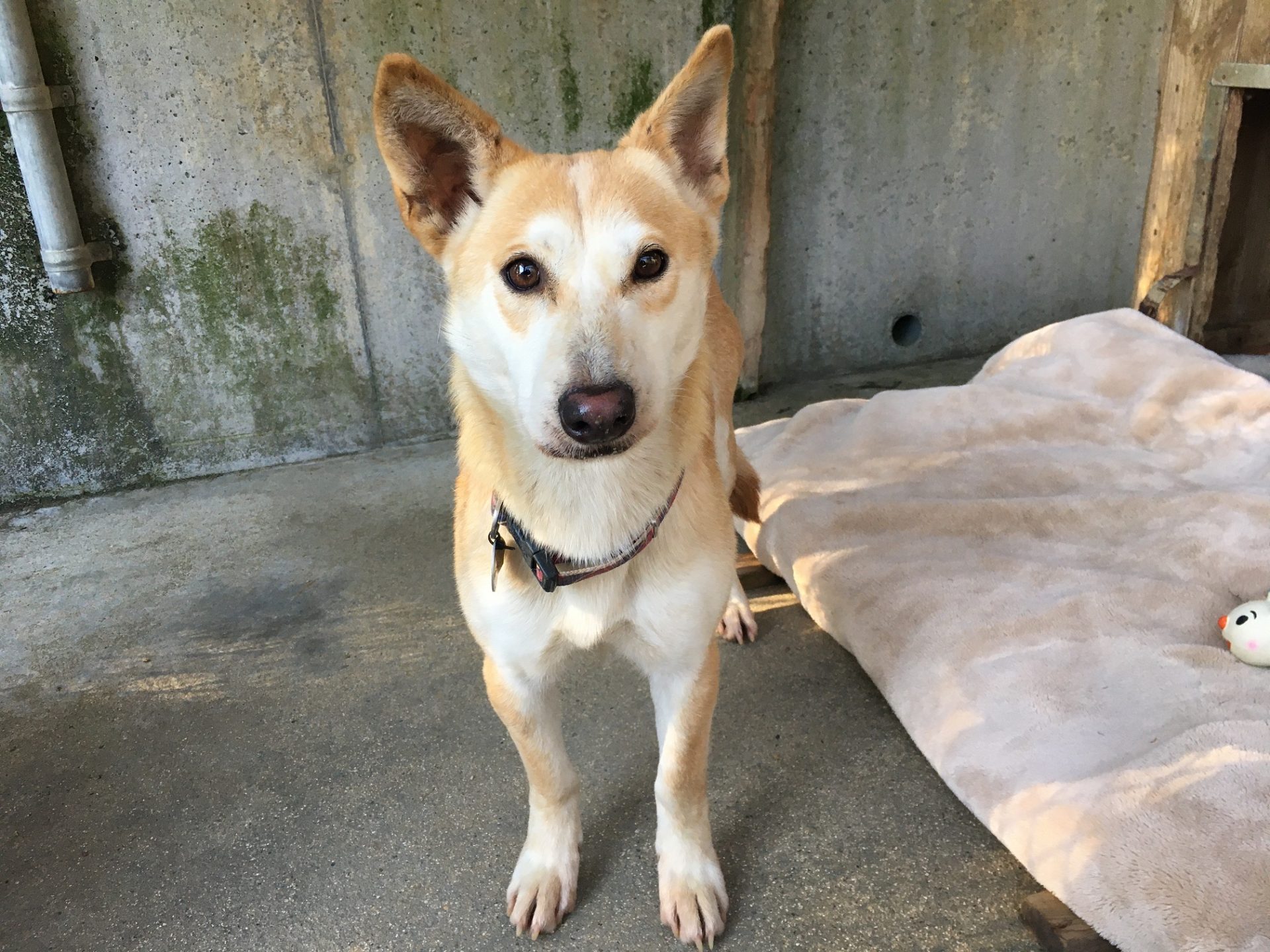 Waka - Animal Refuge Kansai