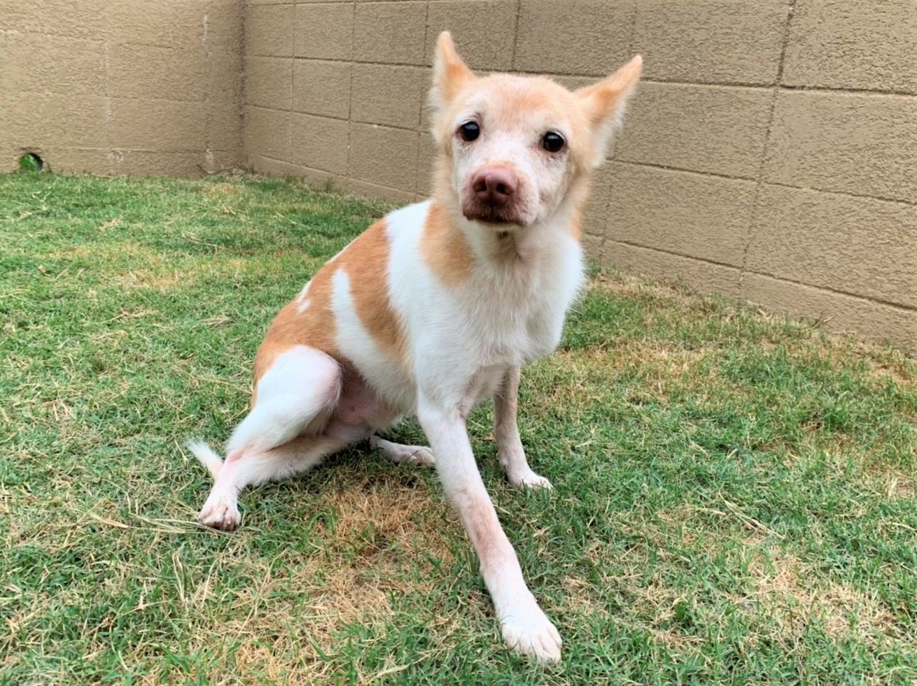 Aspen - Animal Refuge Kansai