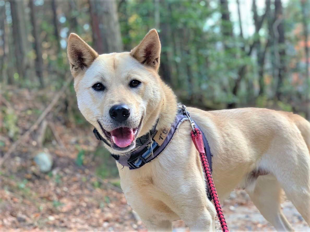 Ise - Animal Refuge Kansai