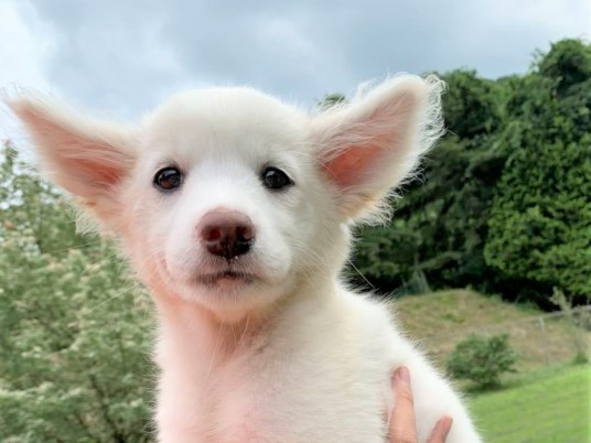 Quina - Animal Refuge Kansai