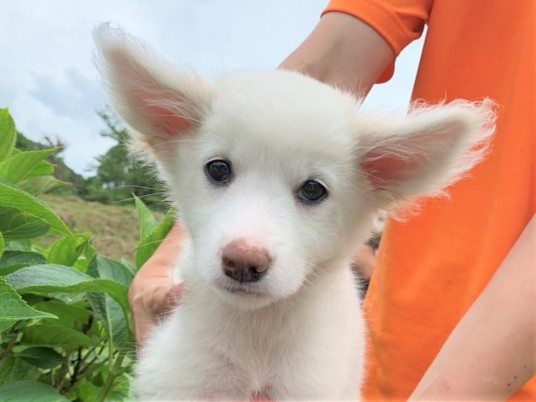 Quina - Animal Refuge Kansai