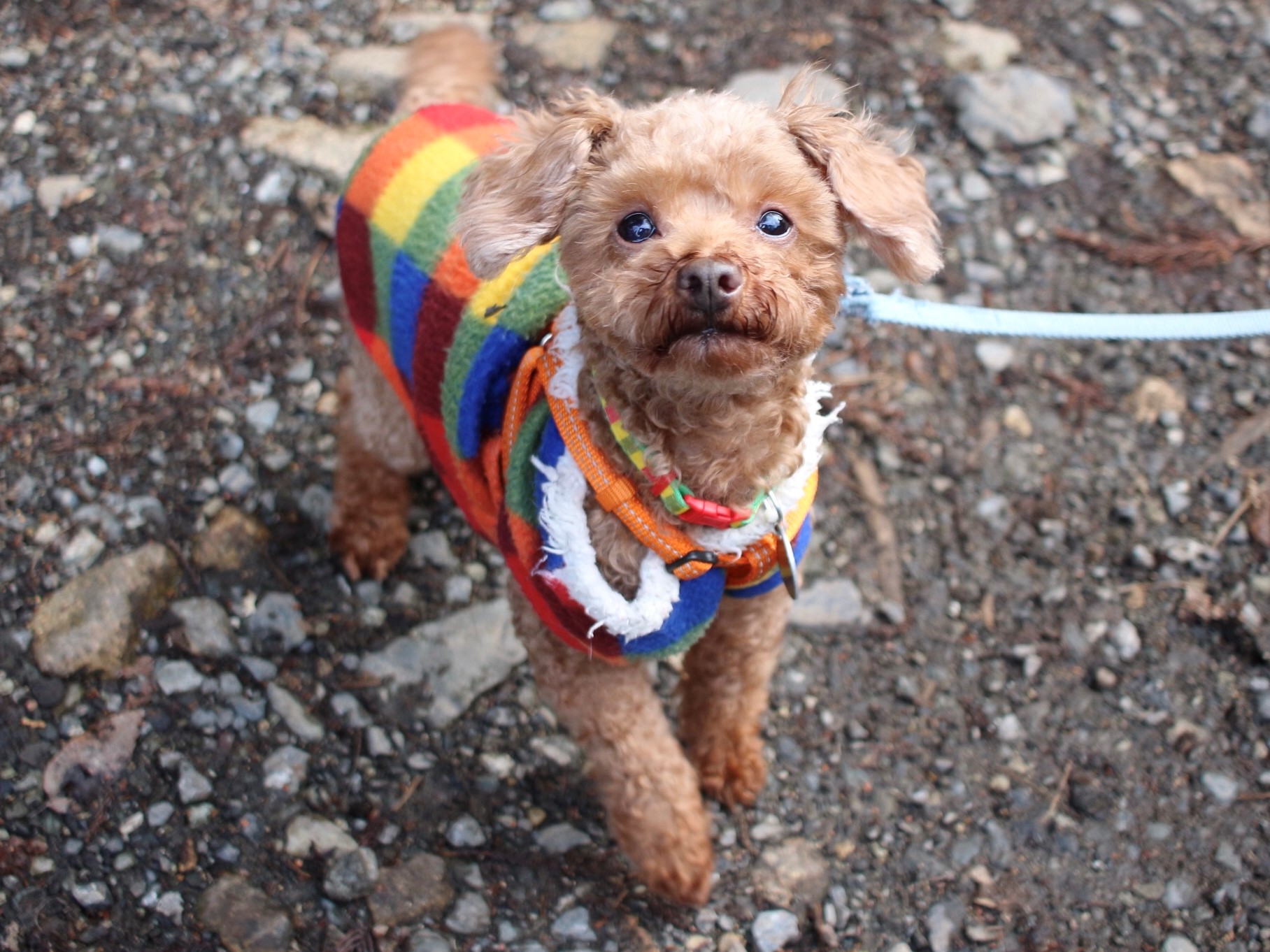 Sally - Animal Refuge Kansai