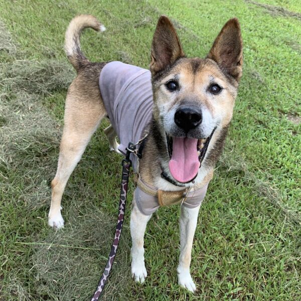 Adopt Dog - Animal Refuge Kansai