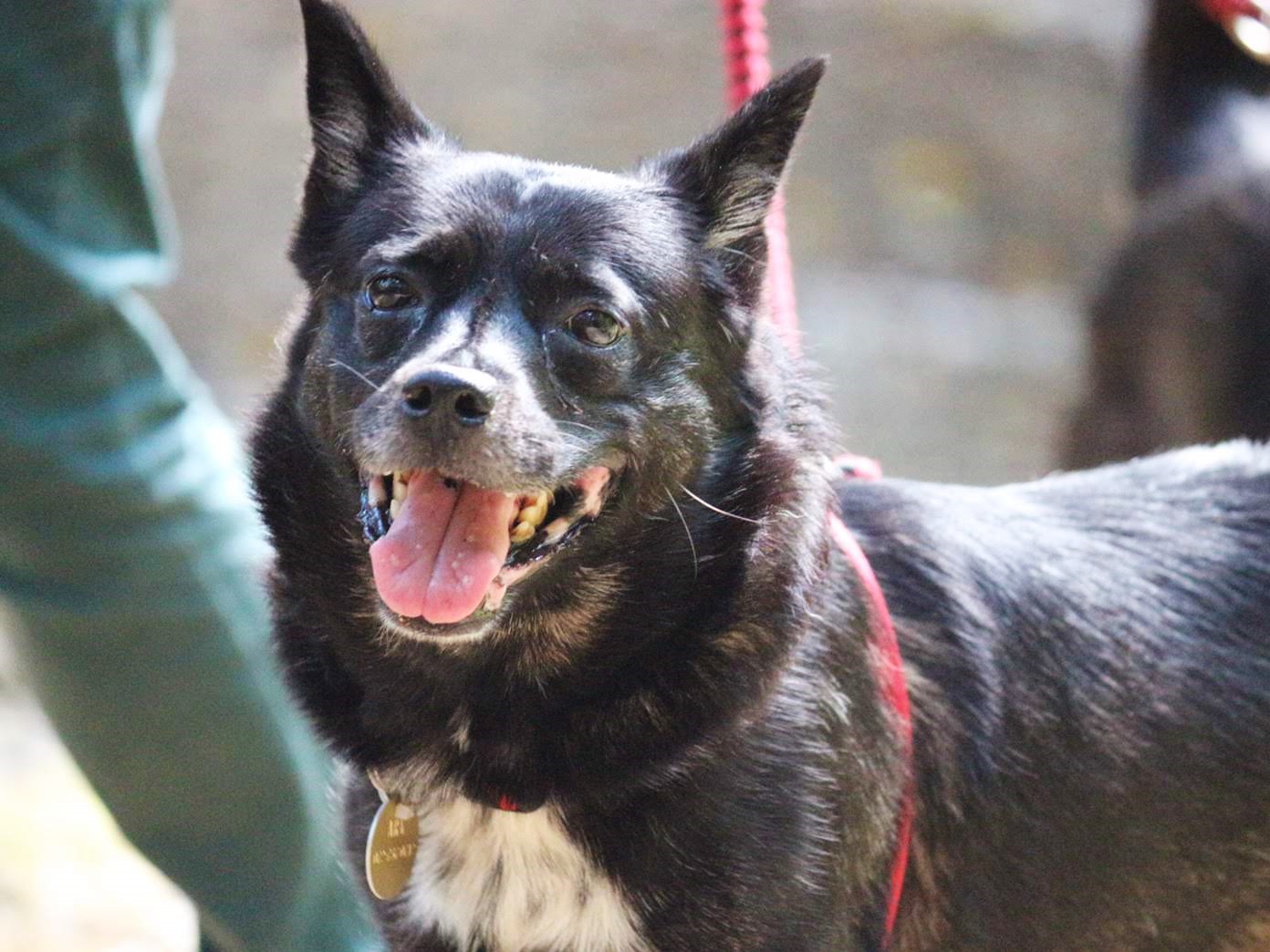 スィンダー - Animal Refuge Kansai