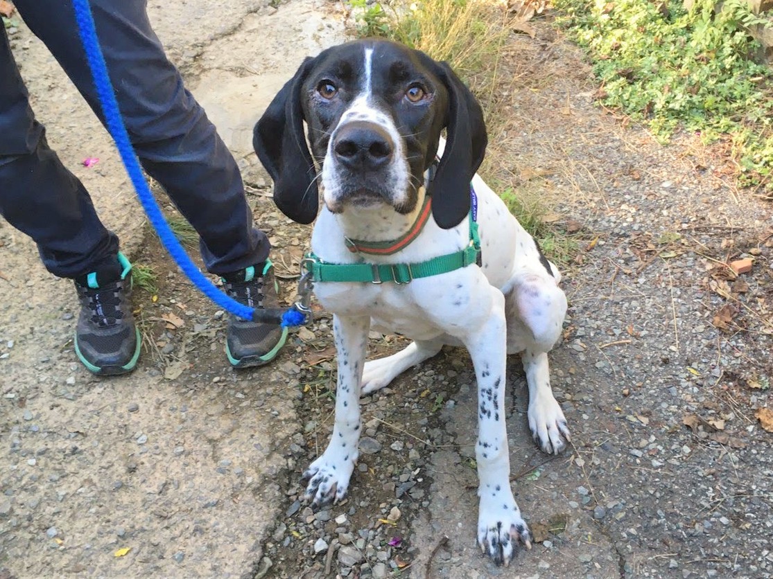 Dewey - Animal Refuge Kansai