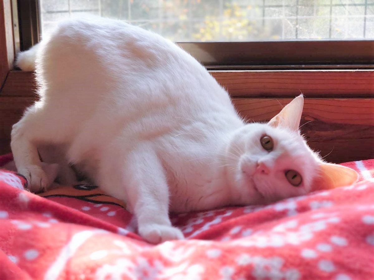 Hamo - Animal Refuge Kansai