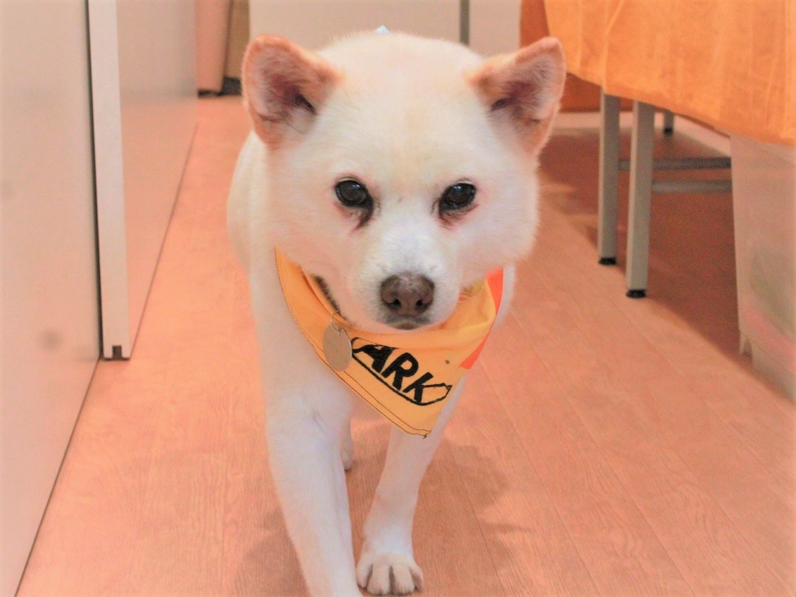 Beacon - Animal Refuge Kansai