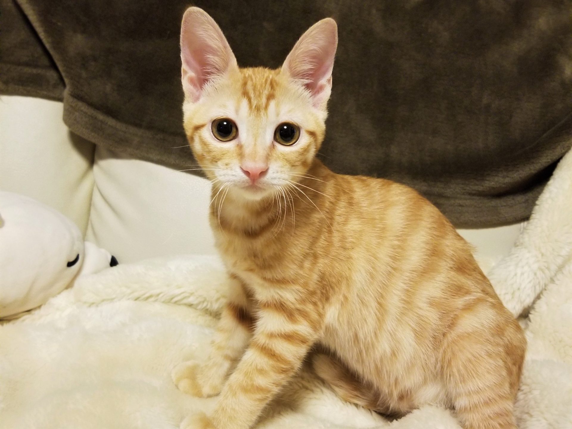 Melon-pan - Animal Refuge Kansai