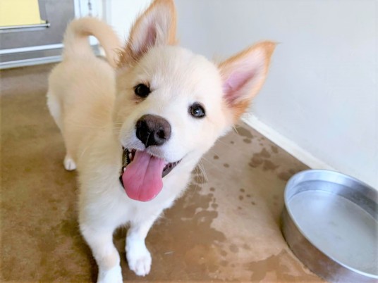 Rowan - Animal Refuge Kansai