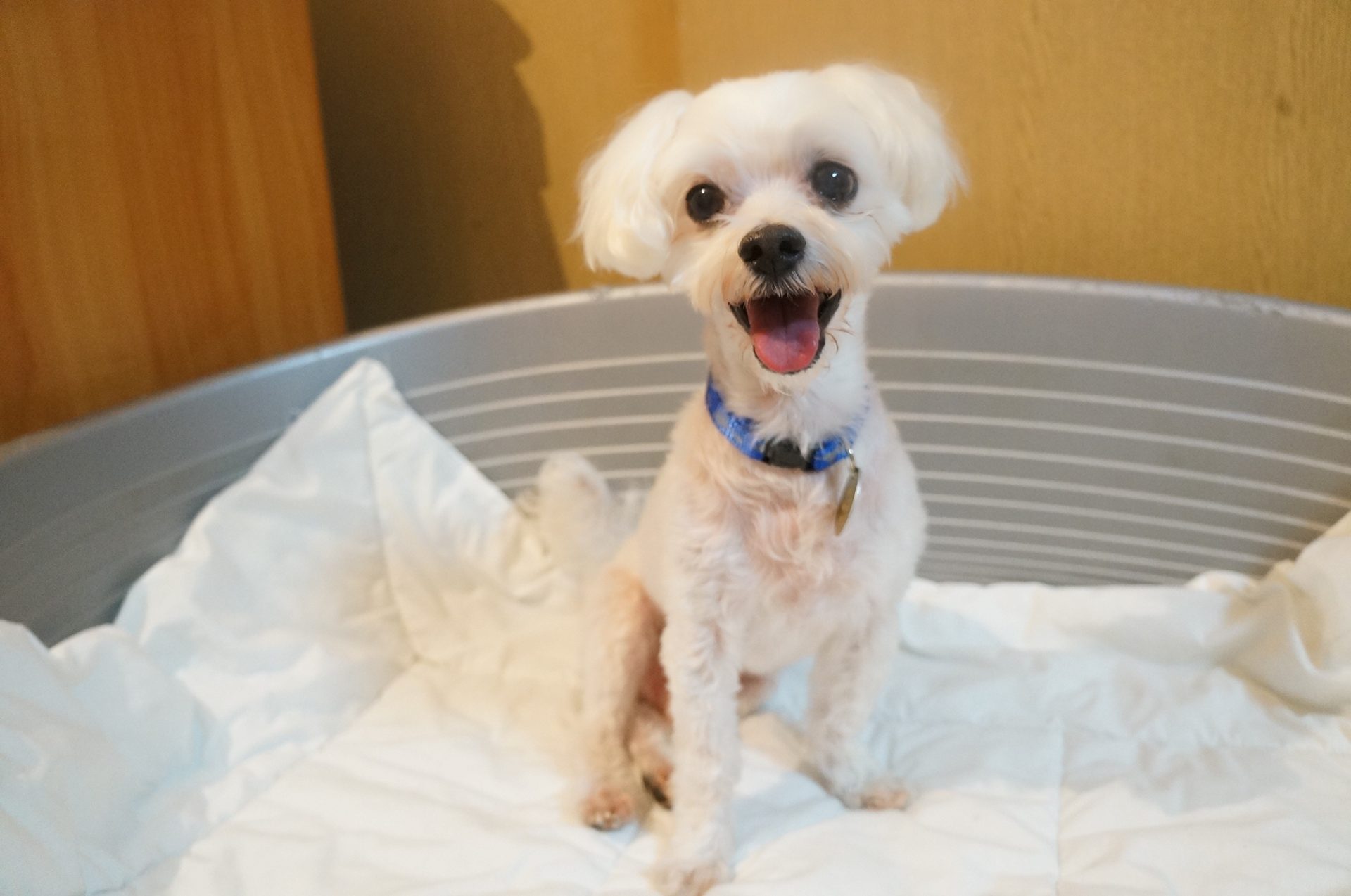 Fino - Animal Refuge Kansai