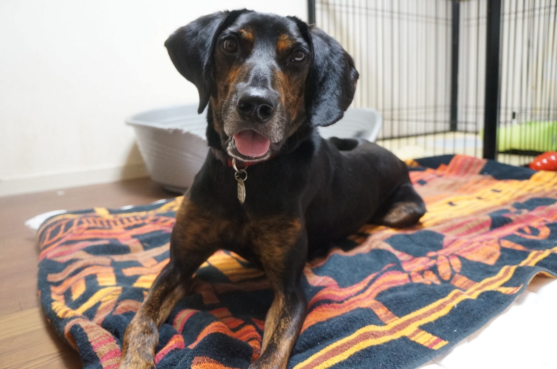 Aero - Animal Refuge Kansai