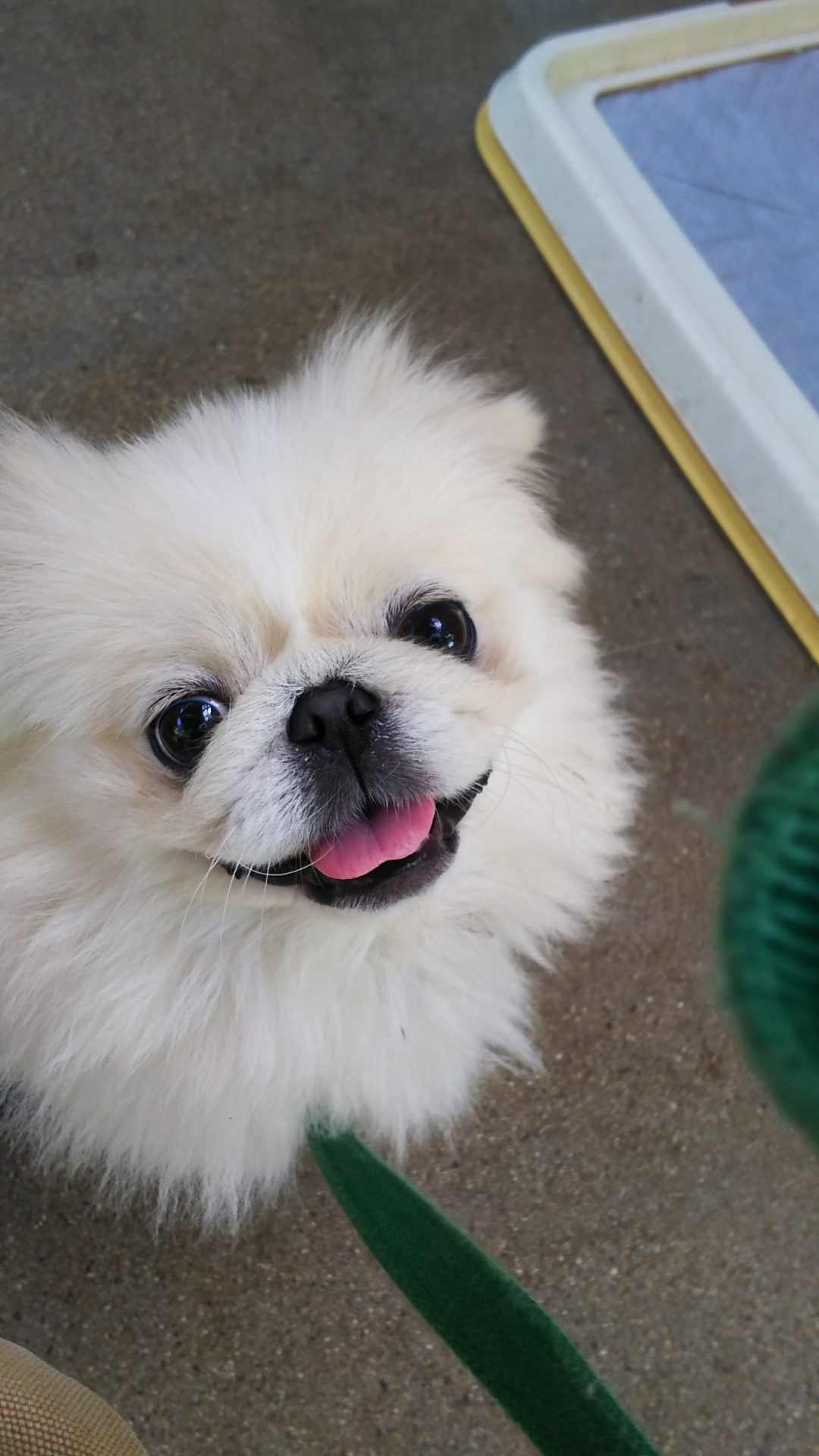 Puff - Animal Refuge Kansai