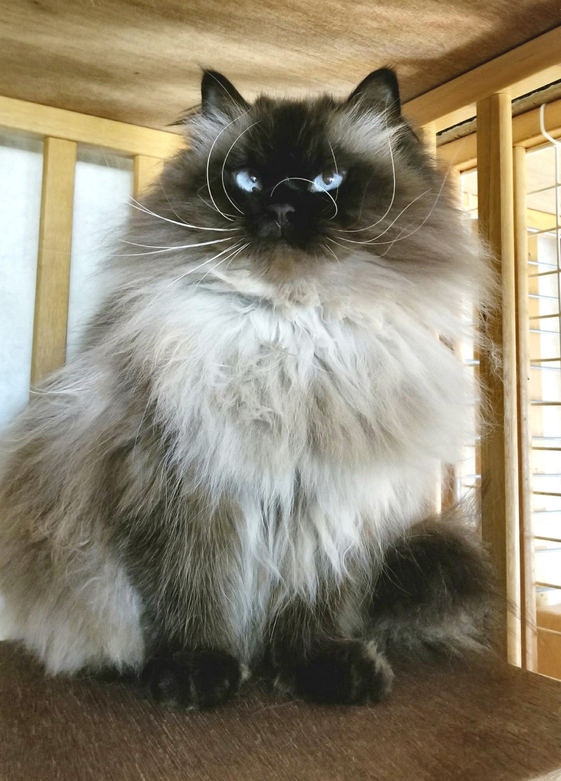 Daisy - Animal Refuge Kansai