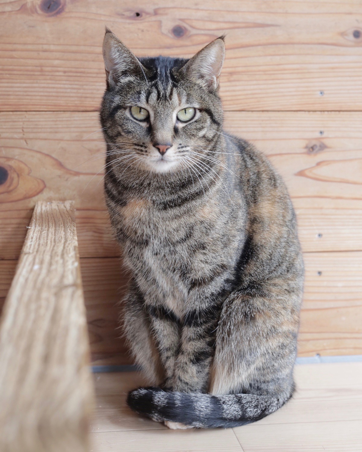 Koten - Animal Refuge Kansai