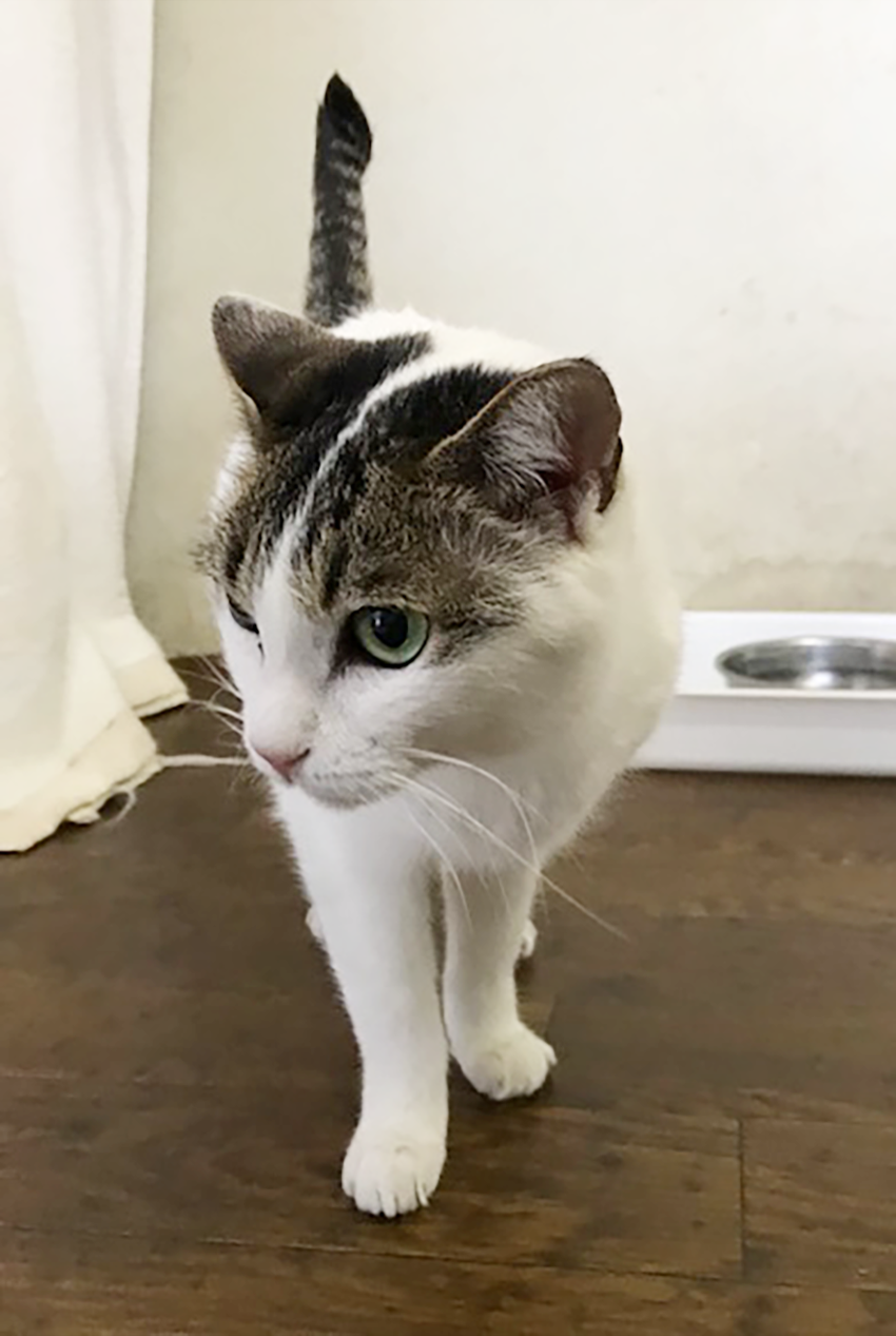 Shiro - Animal Refuge Kansai