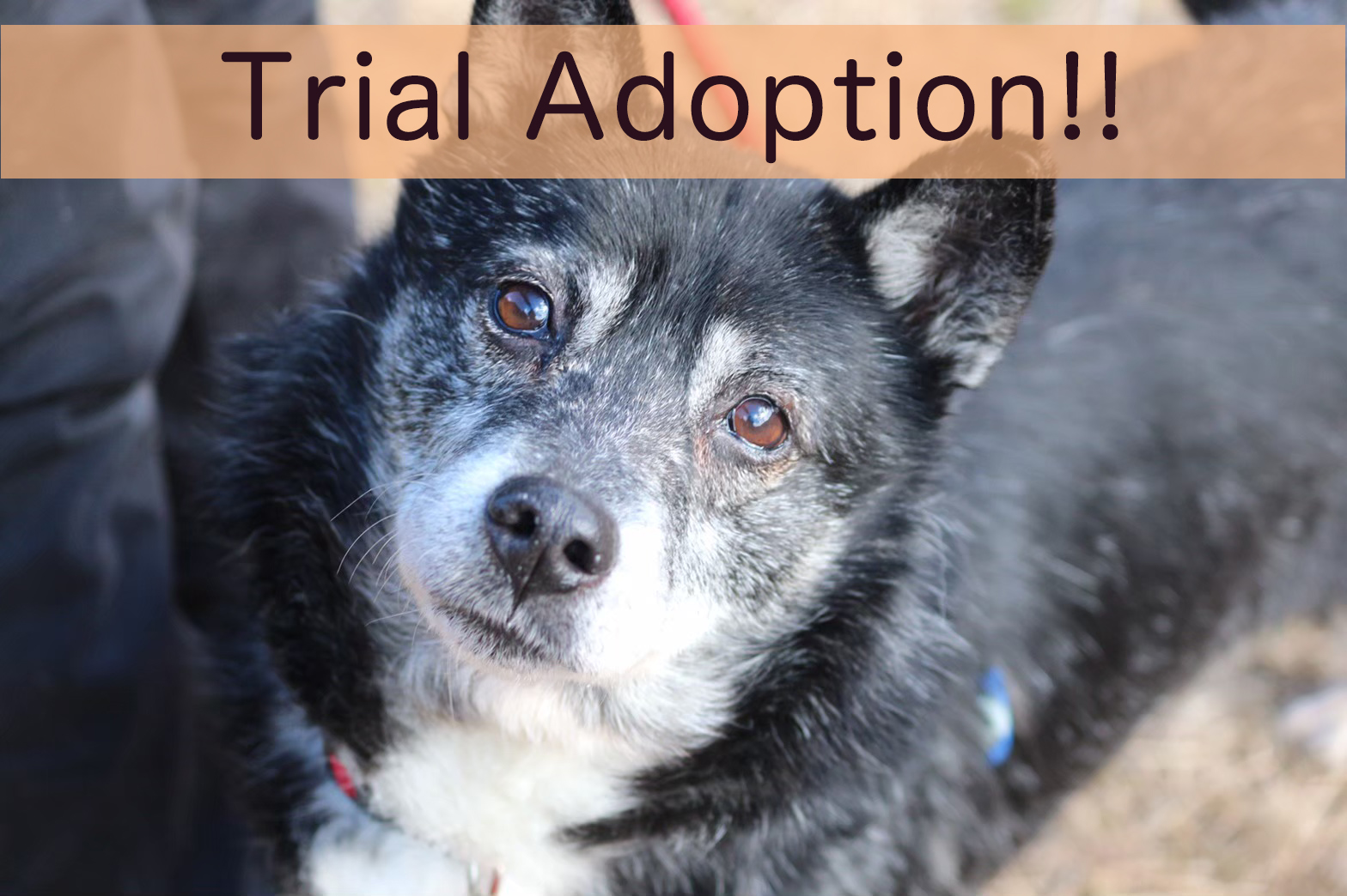 Smudge - Animal Refuge Kansai