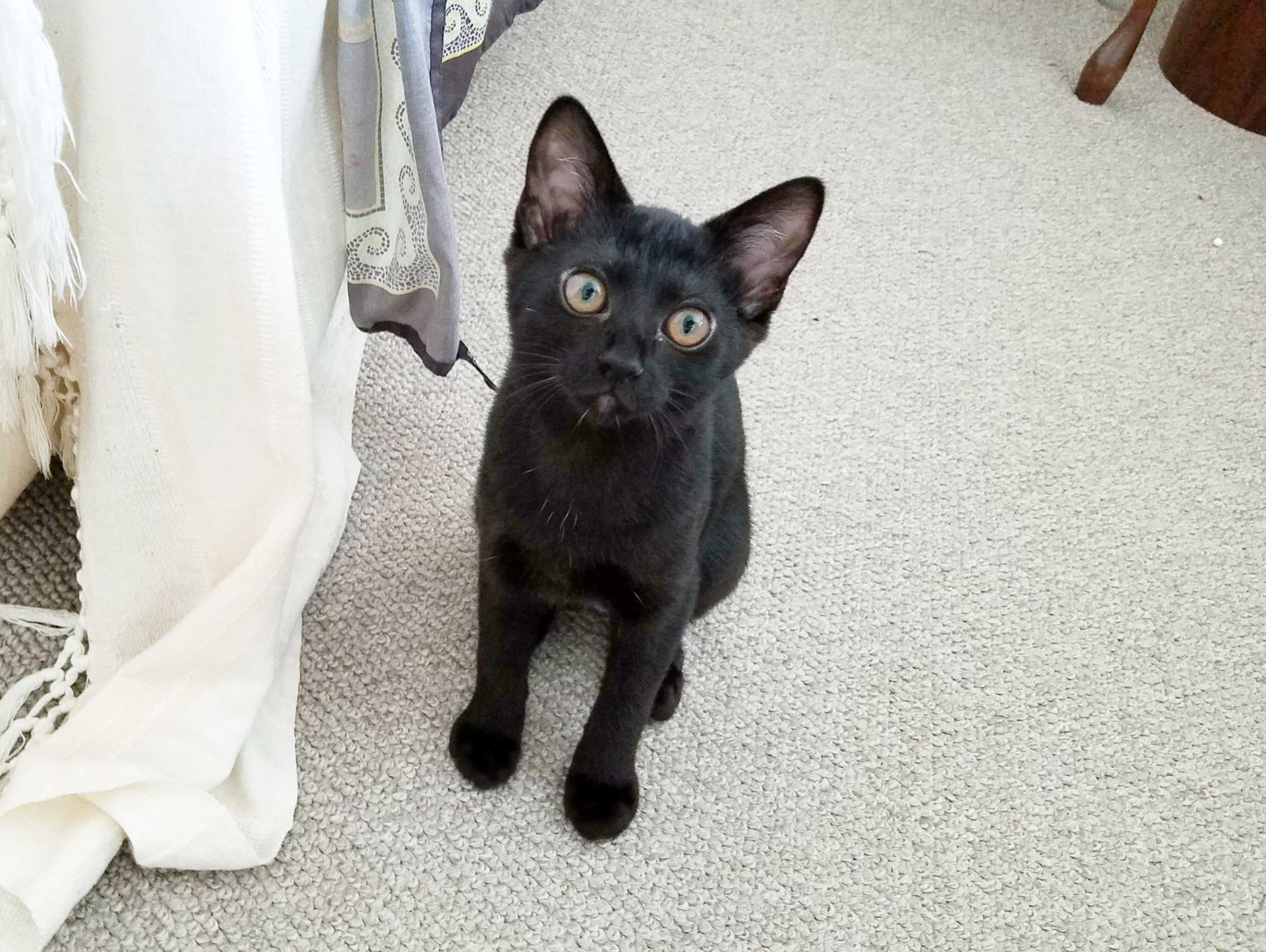 Vegemite - Animal Refuge Kansai