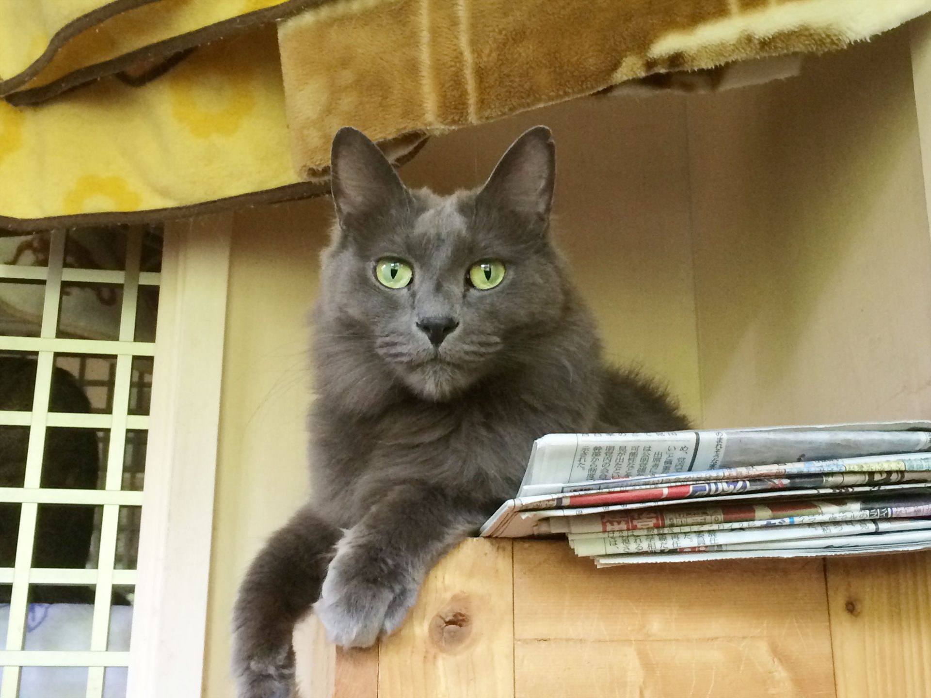 Chijimi - Animal Refuge Kansai
