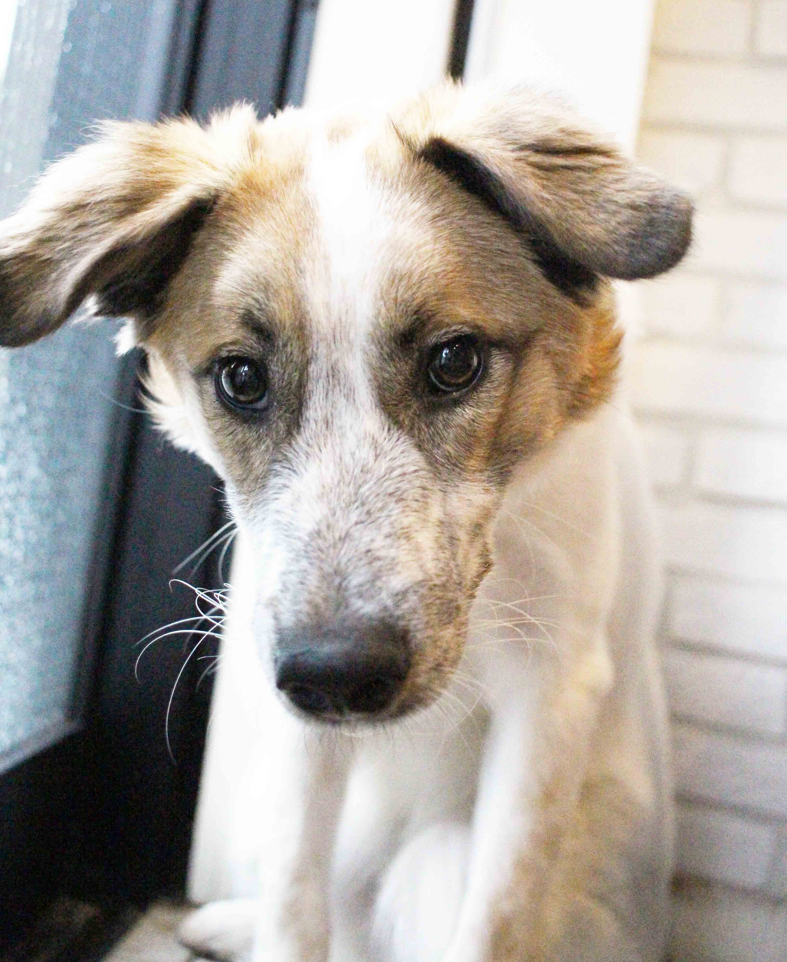 Chucker - Animal Refuge Kansai