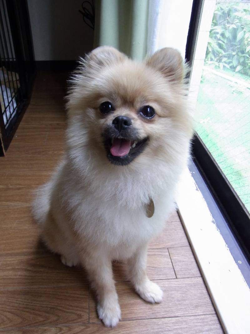 Emma - Animal Refuge Kansai