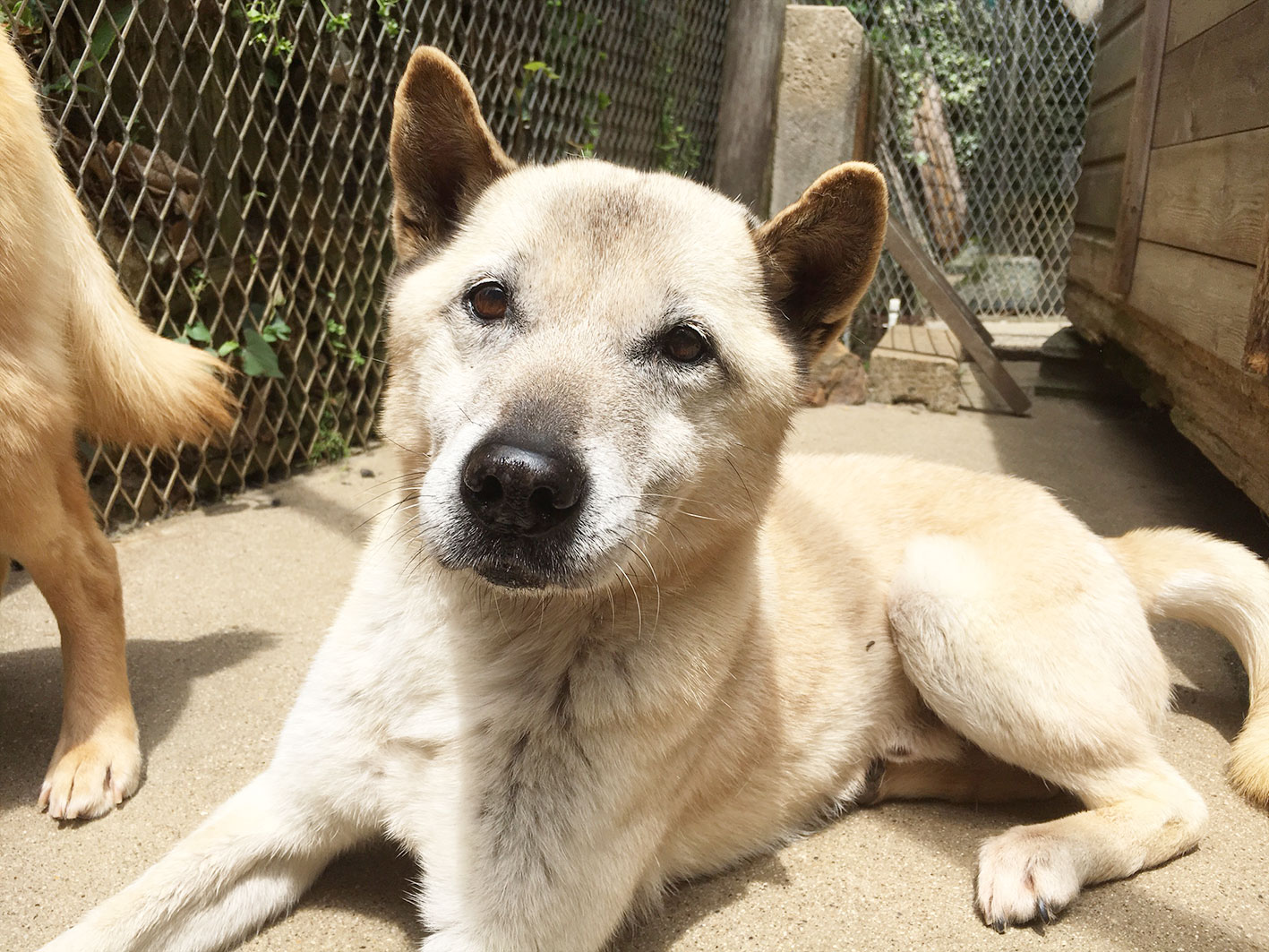 Ebisu - Animal Refuge Kansai