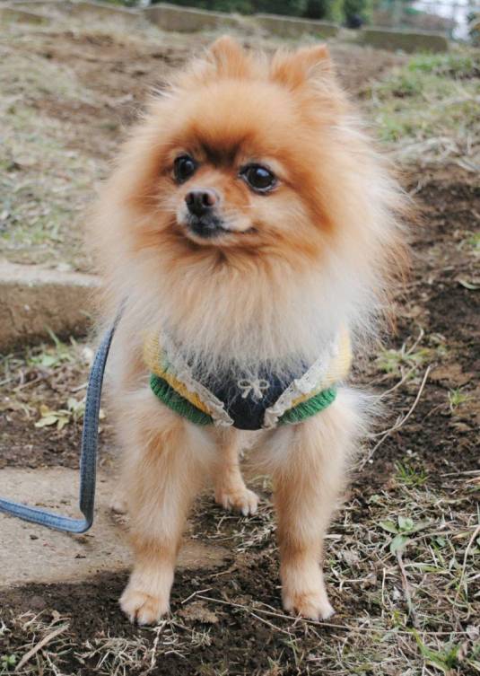 ジロ - Animal Refuge Kansai