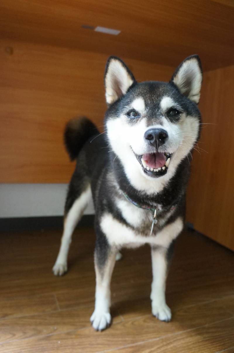 Lichen - Animal Refuge Kansai