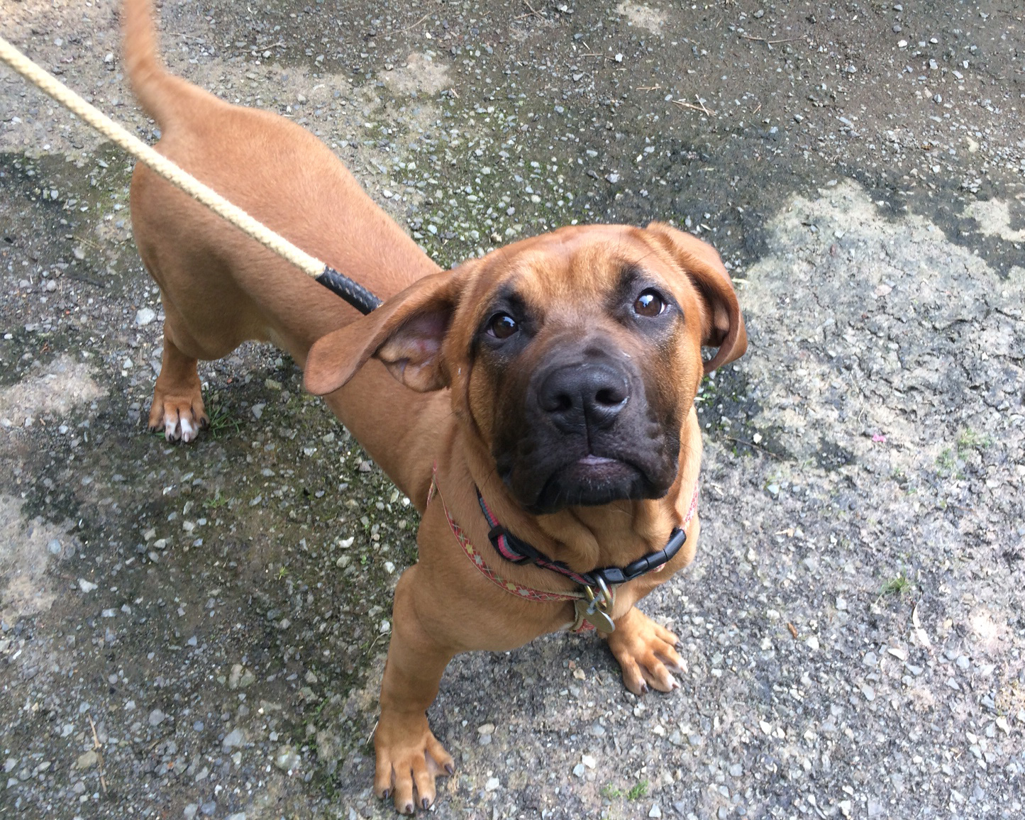 Mazza - Animal Refuge Kansai