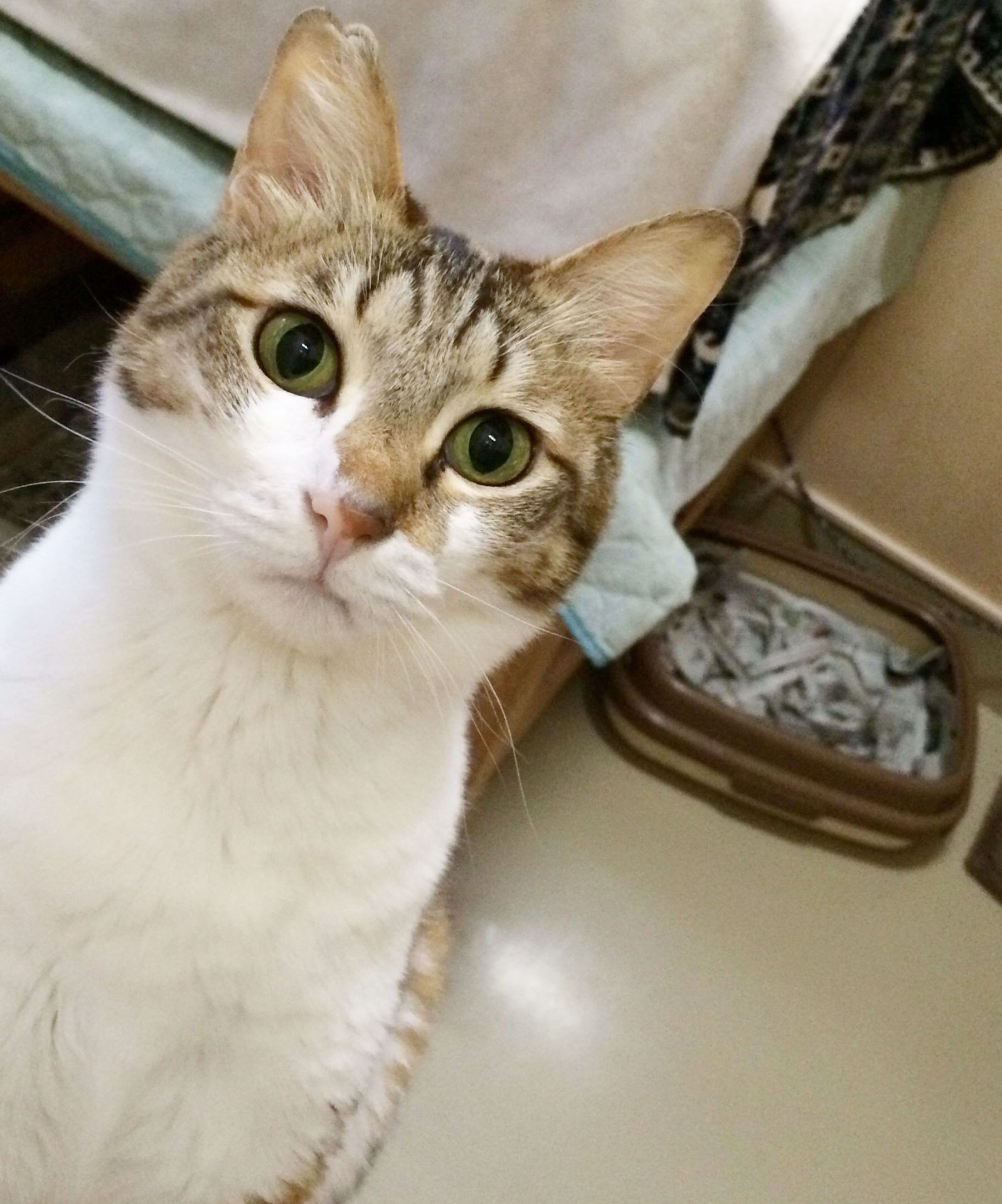 Namuru - Animal Refuge Kansai