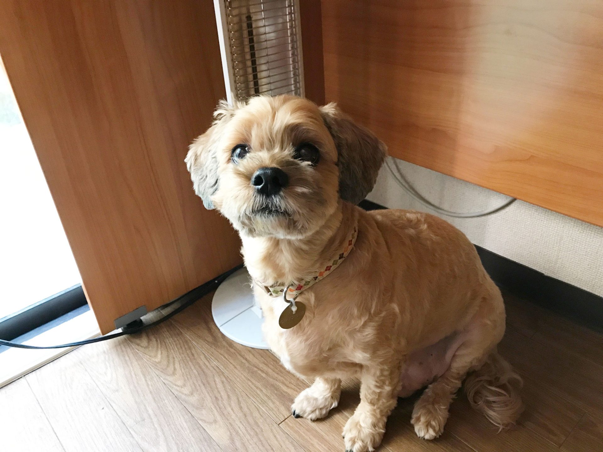 Pochakko - Animal Refuge Kansai