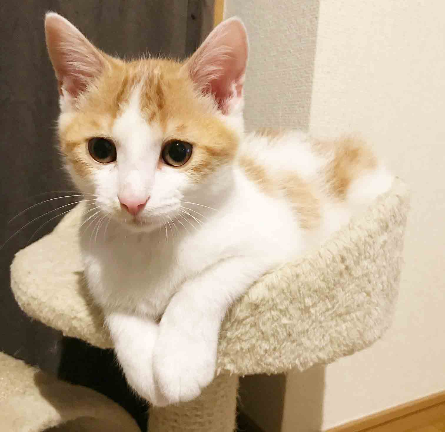 Quark - Animal Refuge Kansai