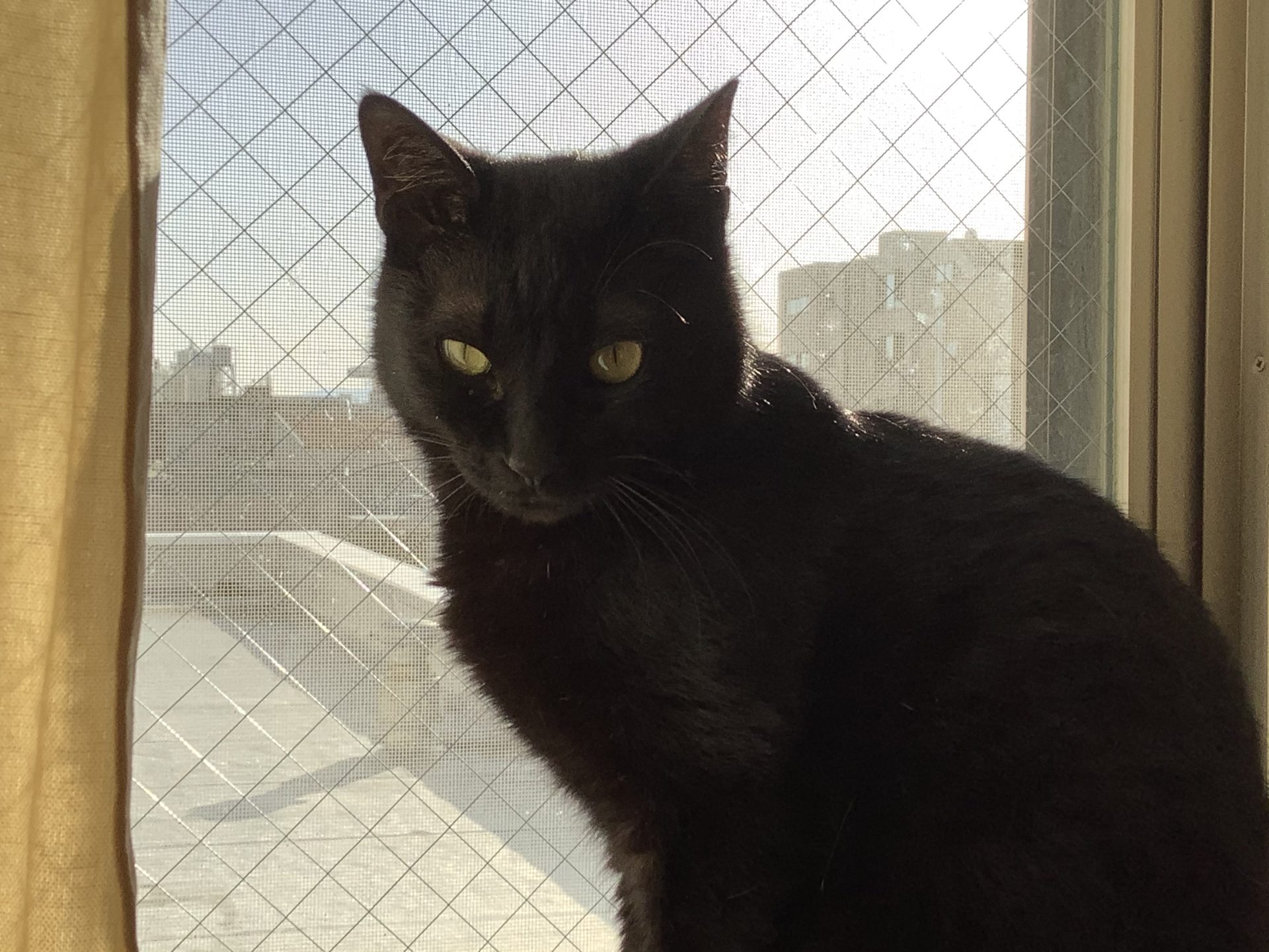 Dobby - Animal Refuge Kansai