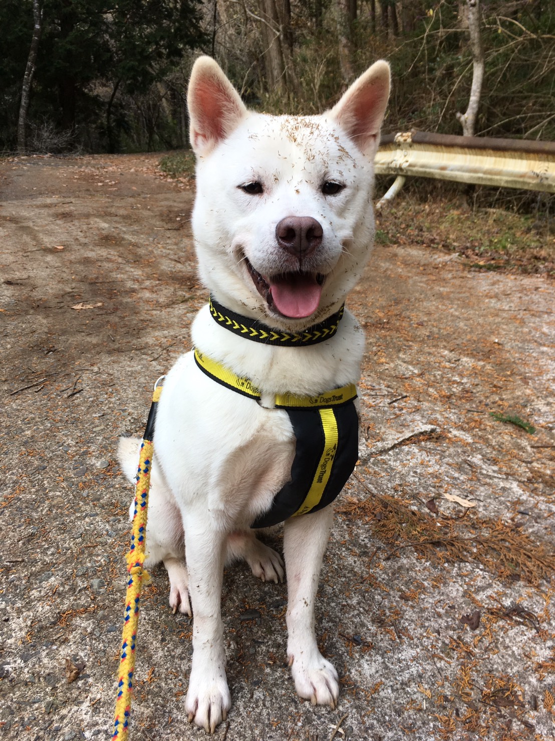 トウジ - Animal Refuge Kansai