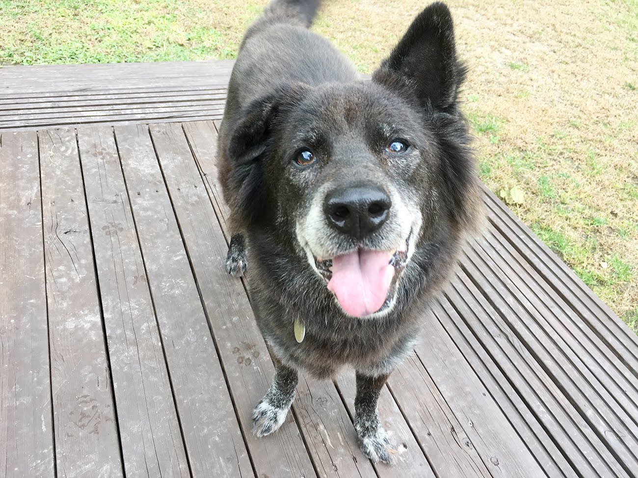 つばめ - Animal Refuge Kansai