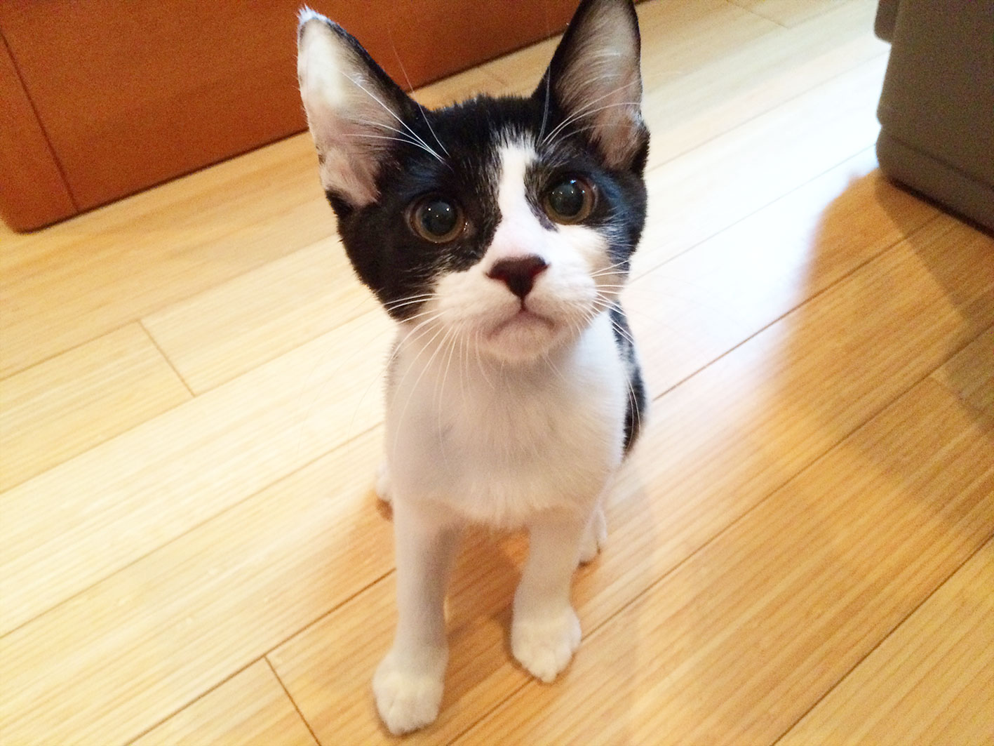 Zappy - Animal Refuge Kansai