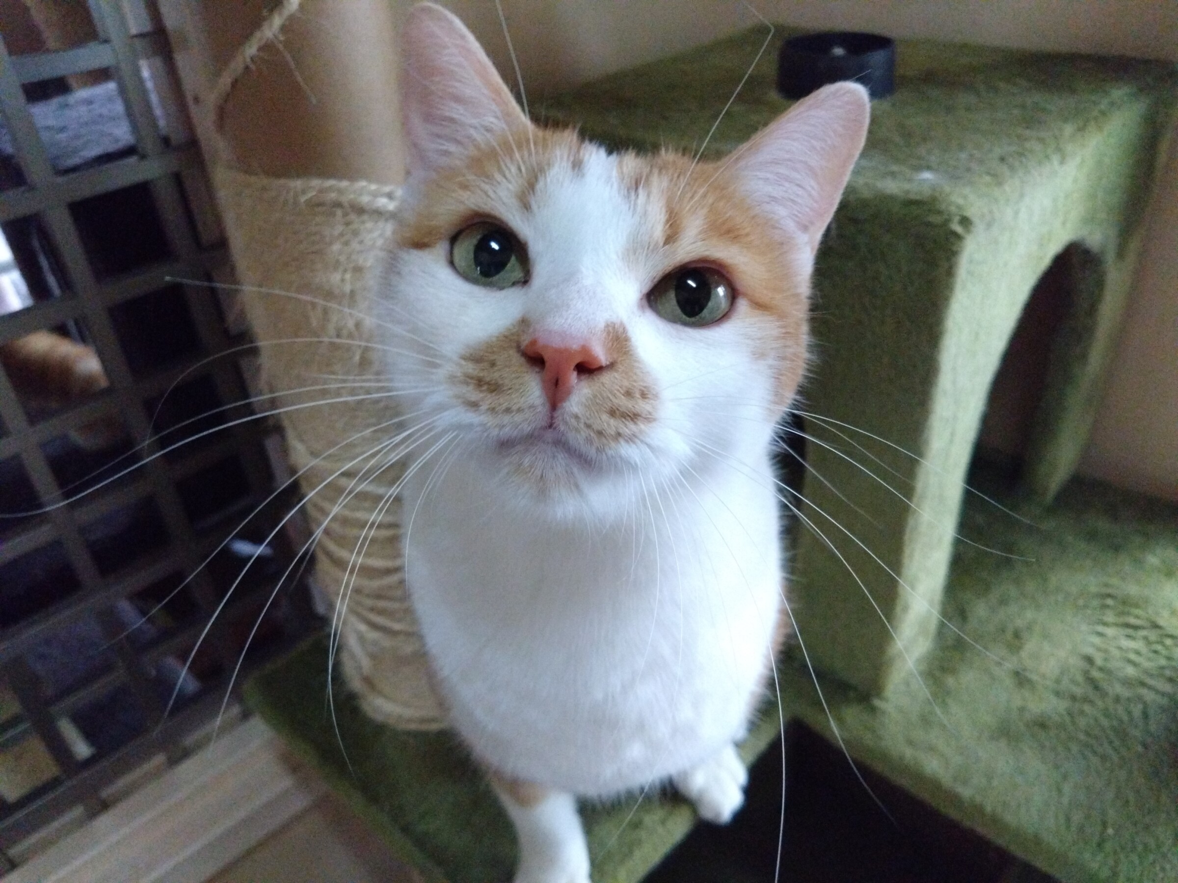 Kenzo - Animal Refuge Kansai