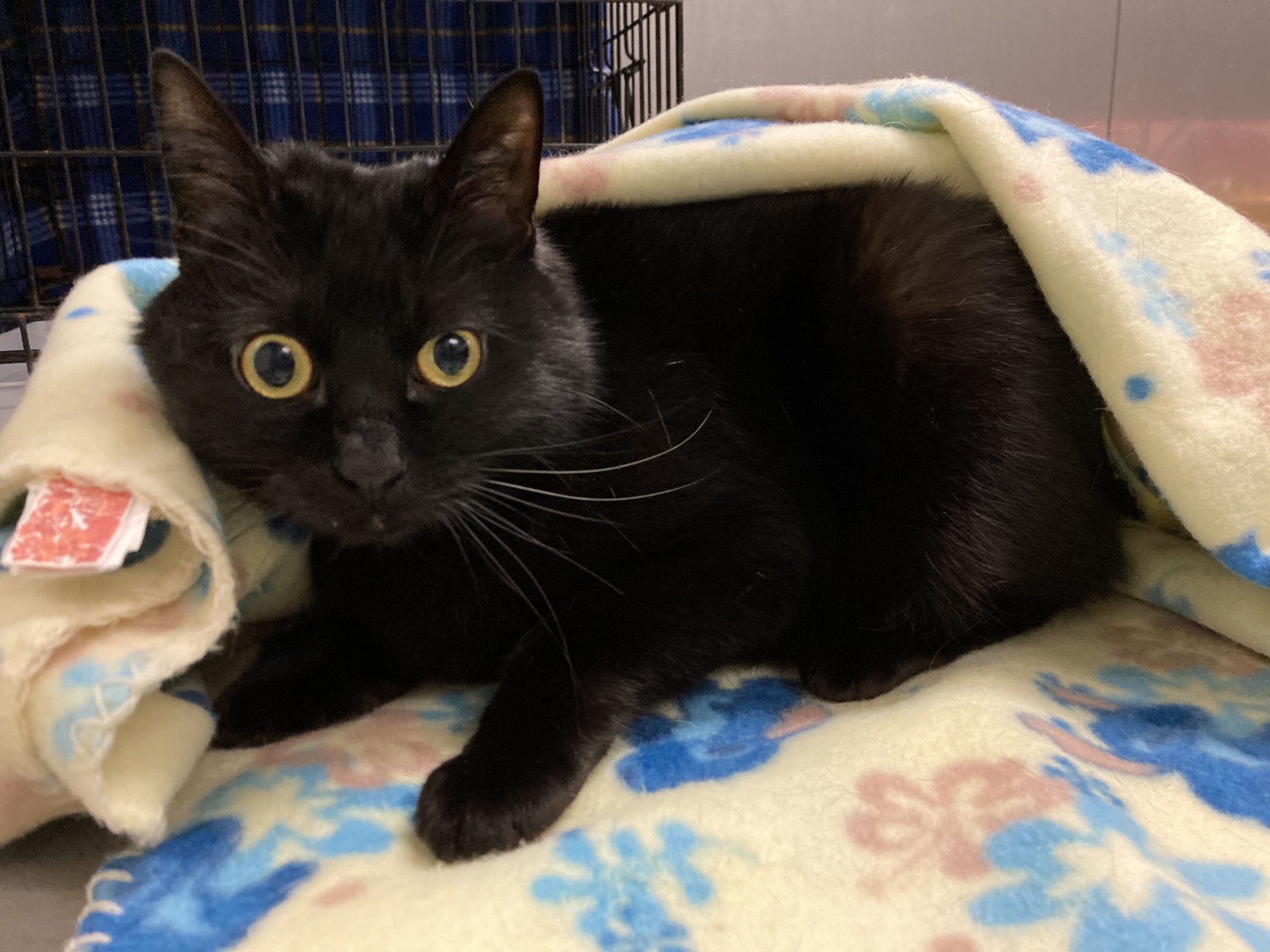 Reed - Animal Refuge Kansai