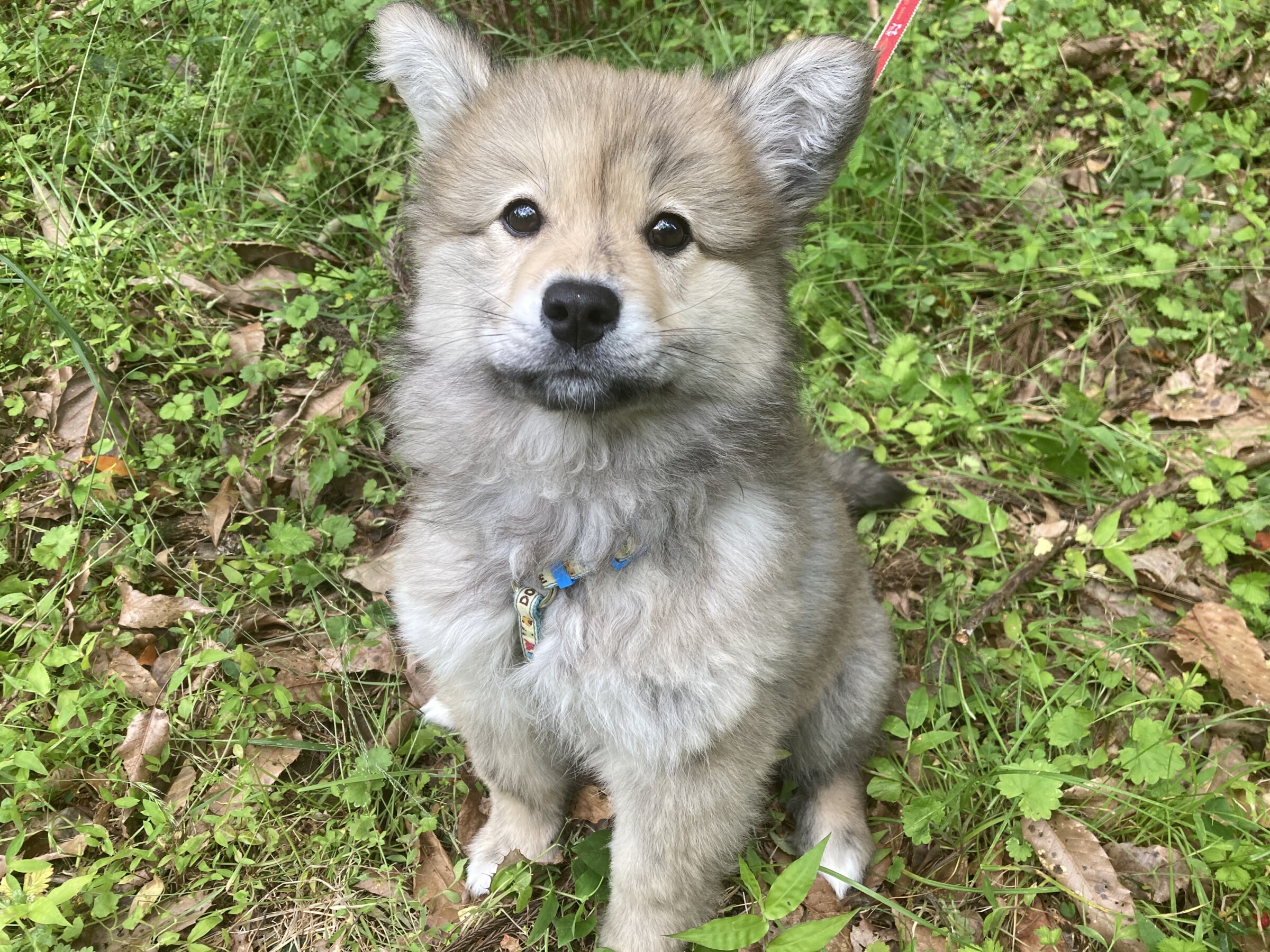 Cress - Animal Refuge Kansai