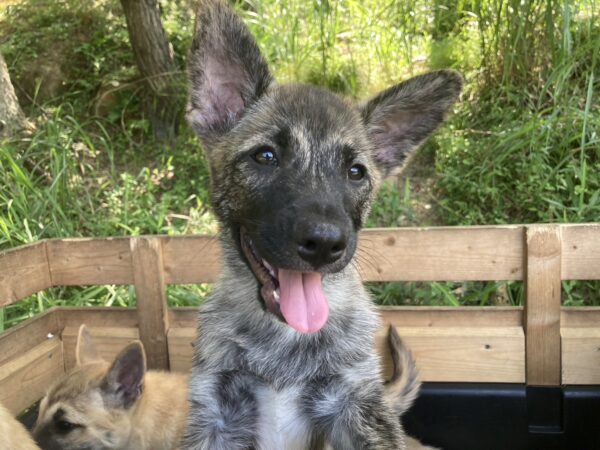 Kenzo - Animal Refuge Kansai