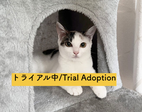 Adopt Cat in Tokyo - Animal Refuge Kansai