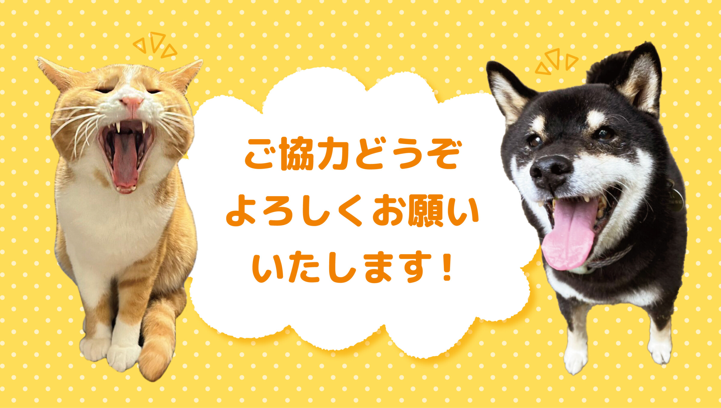 【July 2024】Tokyo ARK needs supplies! Can you help? - Animal Refuge Kansai