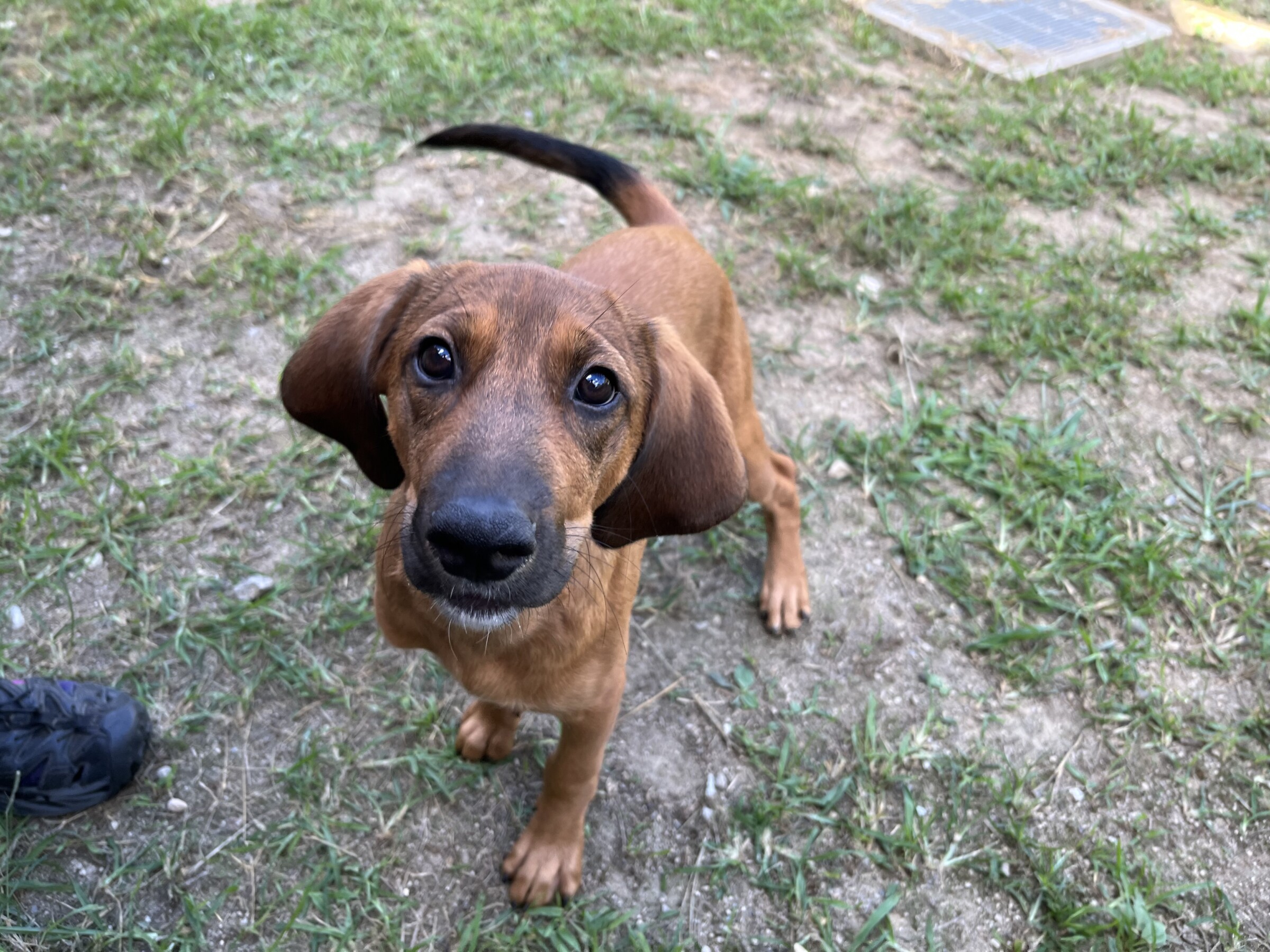 Opal - Animal Refuge Kansai